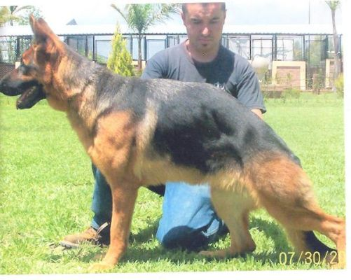 what-does-a-straight-back-gsd-and-roach-back-dog-look-like-page-2