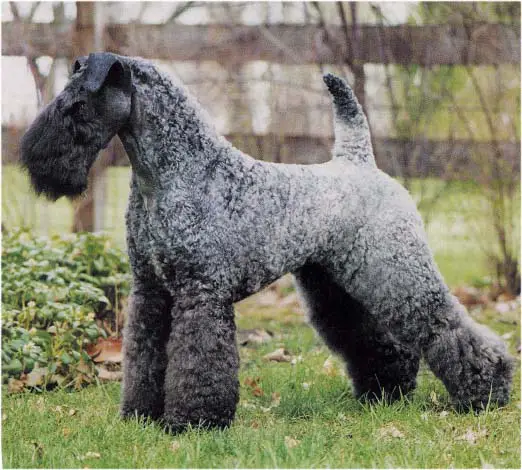 Kerry Blue Terrier