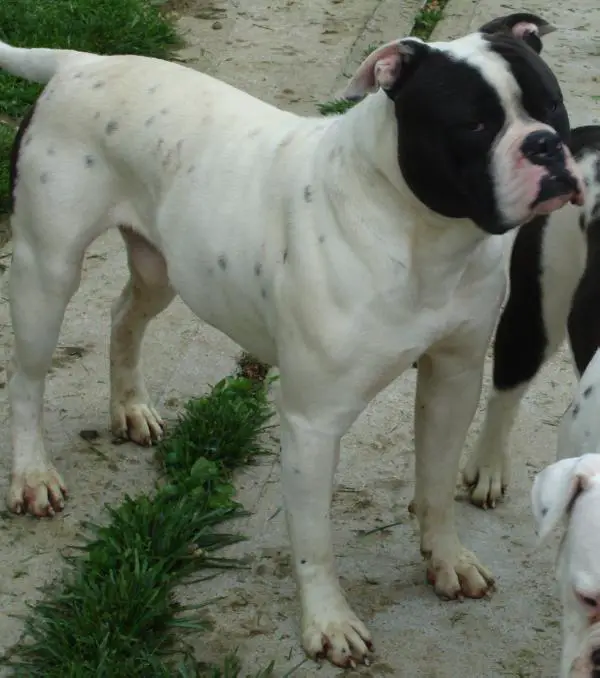 Alubull curiousity - The American Bulldog Message Board