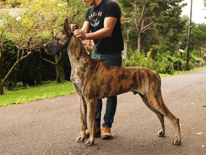 What Breed Of Dog Is In King Arthur