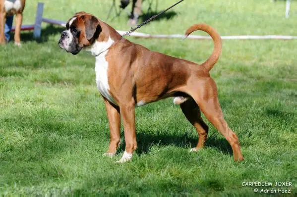 Are Boxers Born With Tails