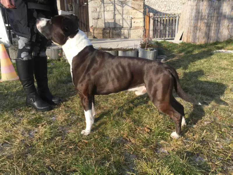 How Do You Knock A Dog Out