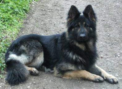 German Shepherd Mixed With Fox