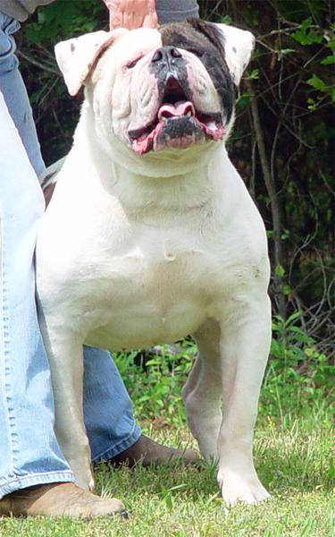 Female Johnson American Bulldog