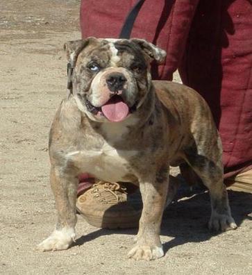 Are Alapaha Blue Blood Bulldogs Rare