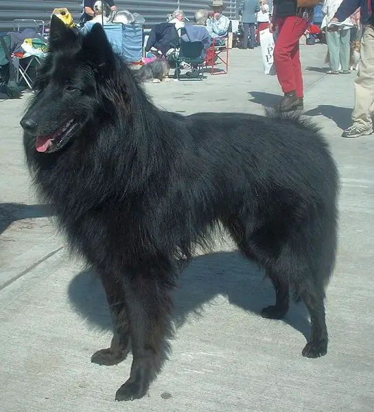 Groenendael Dog
