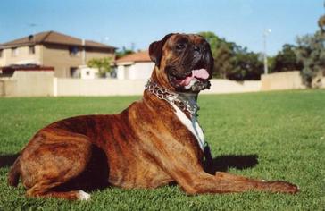 How Much Does A Boxer Puppy Cost