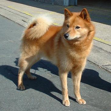 Finnish Spitz German Shepherd Mix