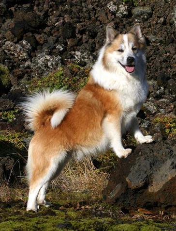 Are Sheepdogs Native To Iceland