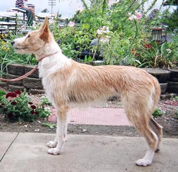 Wirehaired Portuguese Podengo Medio
