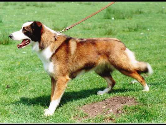 Welsh Sheepdog