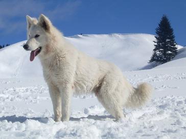 Swiss Shepherd Puppies