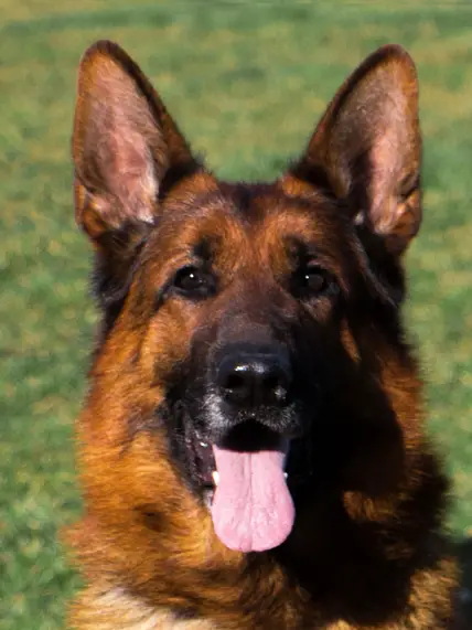 Kursan von der Wienerau