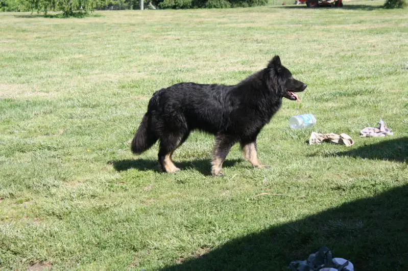 Theo Burlin Von Majestatisch Herz