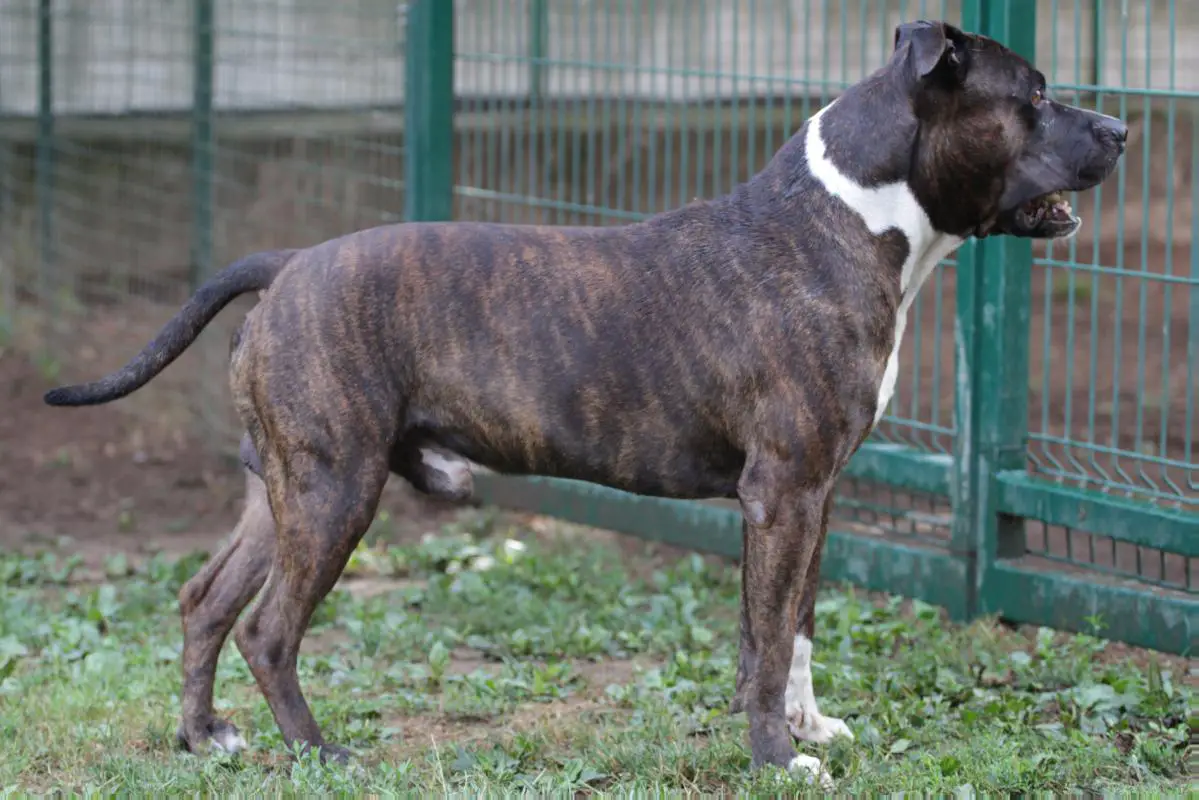 Red Rock Ruffian Raul