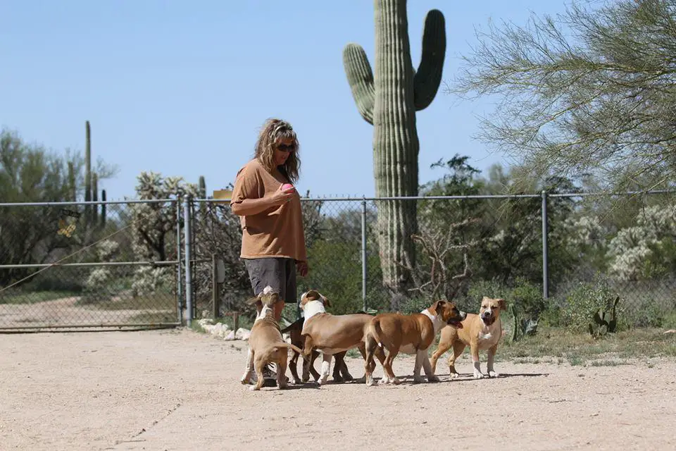 Gallery: WORKING AMERICAN STAFFORDSHIRE TERRIERS