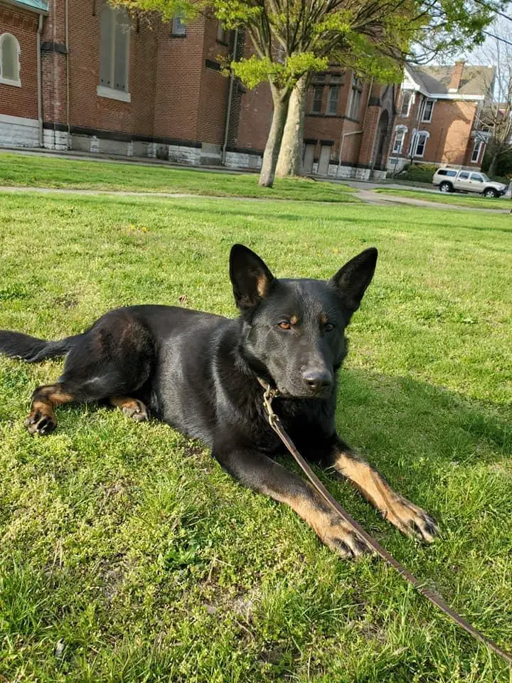 Glock Vom Alabama Police K9