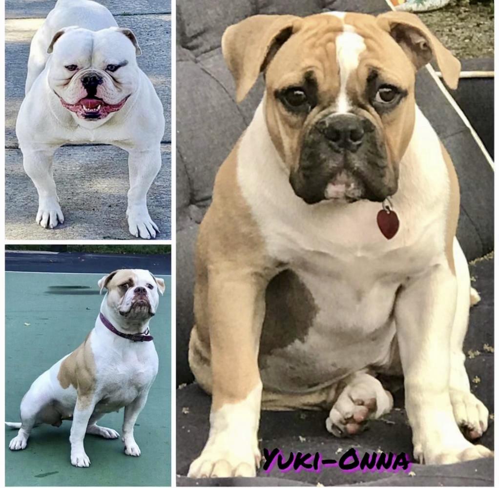 Paparazzi Kennels Yuki-Onna of Bmore