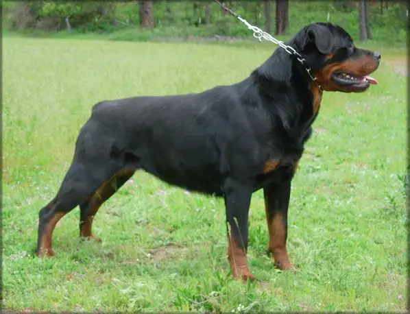 Why Do You Have To Cut A Rottweilers Tail