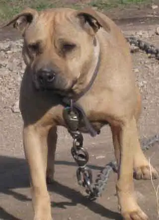 Jeep Pitbull Bloodlines