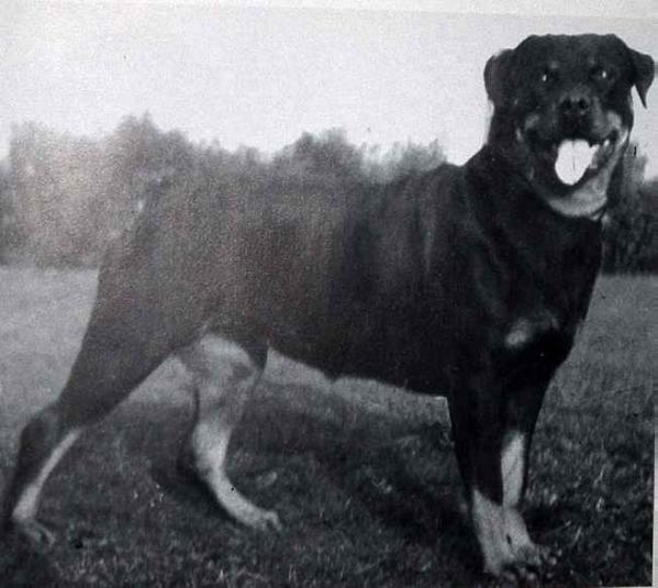 Rottweiler