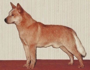 Australian Cattle Dog