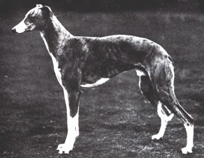 Greyhound