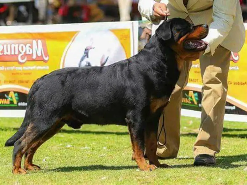 Are Rottweilers Devil Dogs