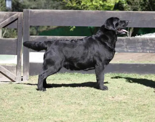 Where Is Greenstone Labradors Located