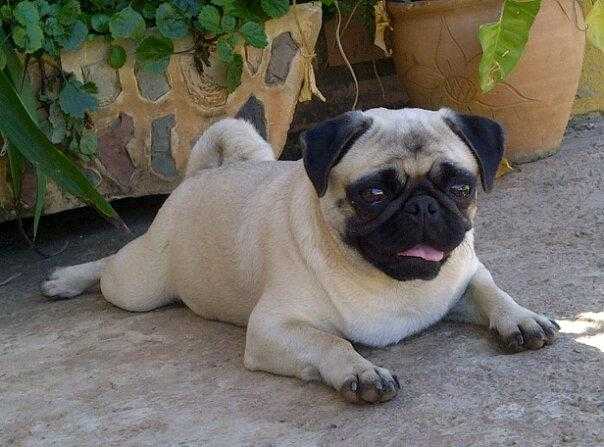 Pug