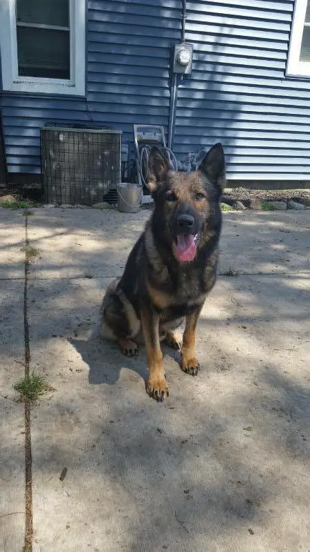 German Shepherd Runt