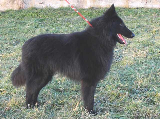 Belgian Groenendael