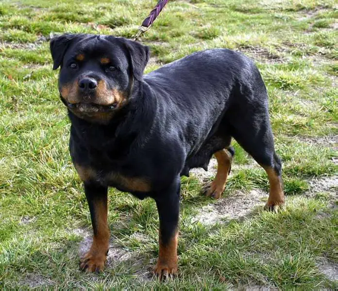 What Is A King Rottweiler