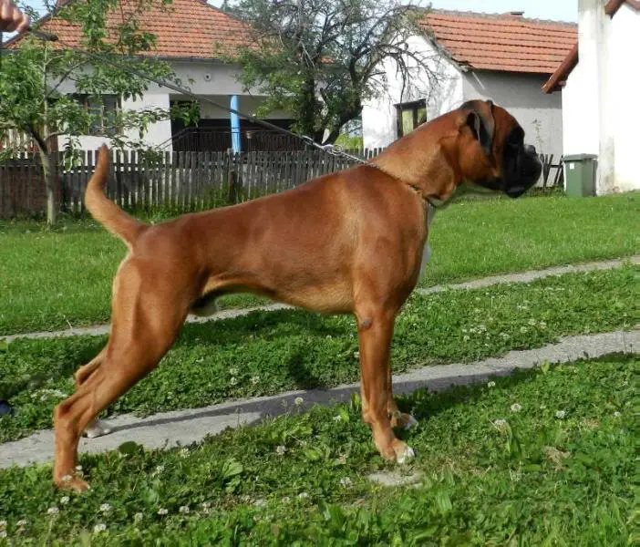 Boxer