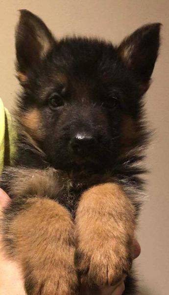 Evil German Shepherd