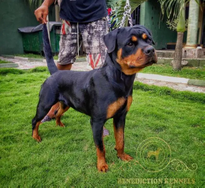 Rottweiler