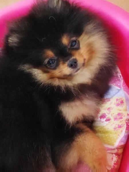 Pomeranian