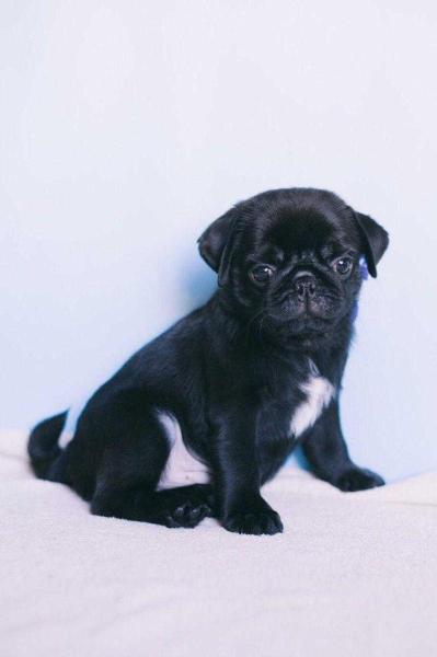 Pug