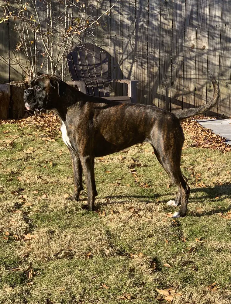Boxer
