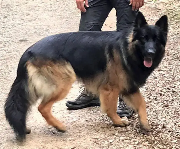 Evil German Shepherd