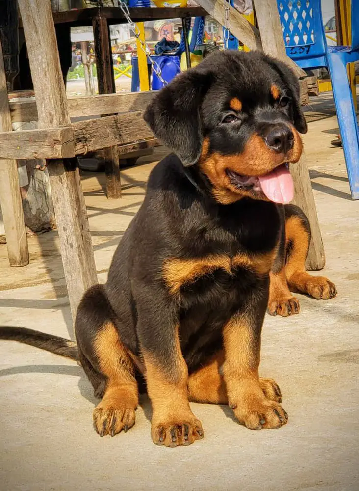Are Teacup Rottweilers Real