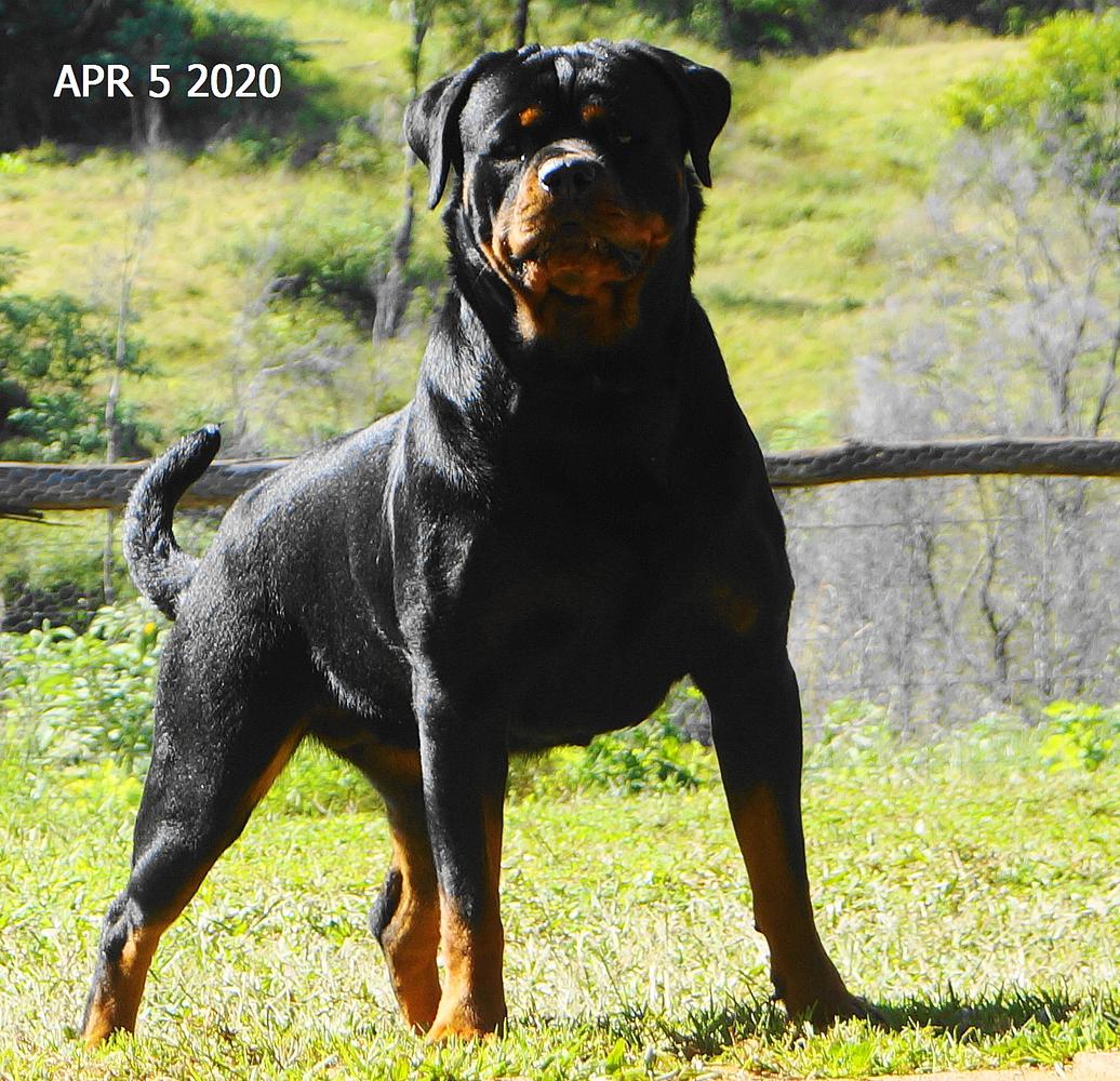 Rottweiler Vs Tiger
