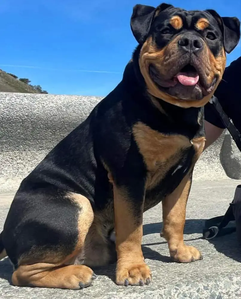 English Bulldog Rottweiler Mix Puppies