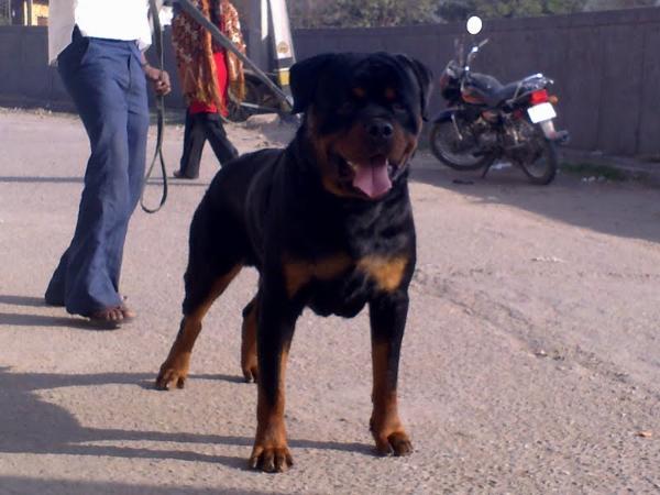 What Is A King Rottweiler