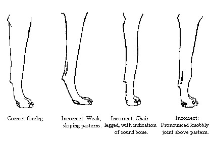 Weak vs. strong pasterns? - Page 2