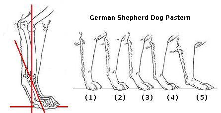 sick dog | Life, iLumenated