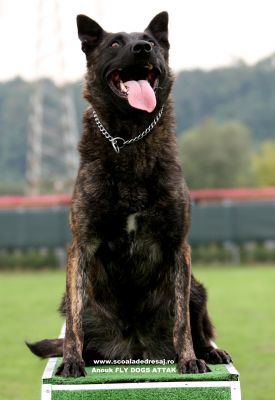 FCI DUTCH SHEPHERD FEMALE !!! - Page 1