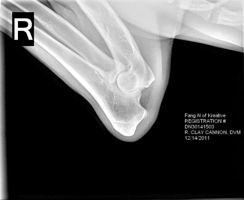 OFA Prelims, where are my X-ray readers at? - Page 1