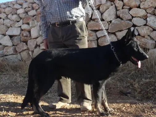 Roach Back vs Straight Back - show - Page 3