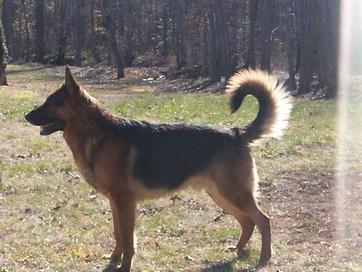 Why Does My German Shepherds Tail Curl